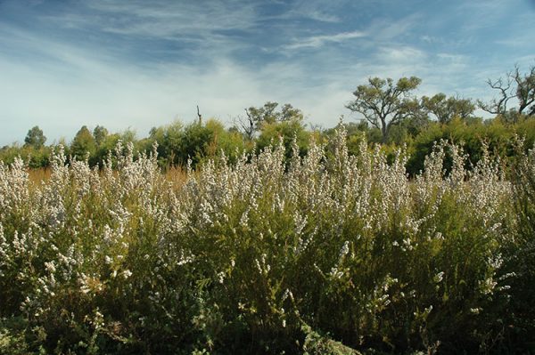 Fragonia Oil | Best Fragonia Essential Oil in Australia