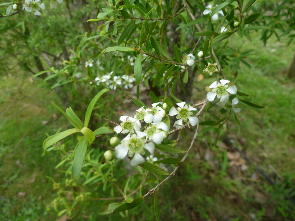 Rose Myrtle Essential Oil | Essentially Australia