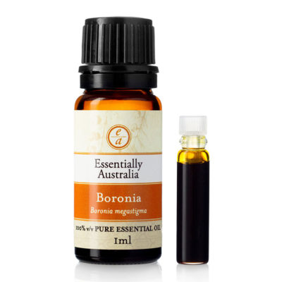 Boronia Absolute essential oil | Essentially Australia