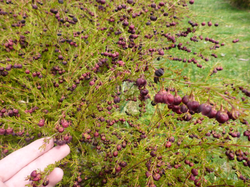 Boronia Absolute essential oil | Essentially Australia