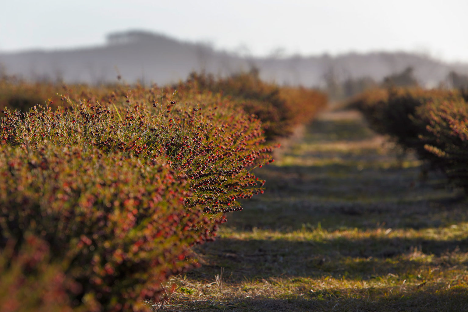 Boronia Absolute essential oil | Essentially Australia